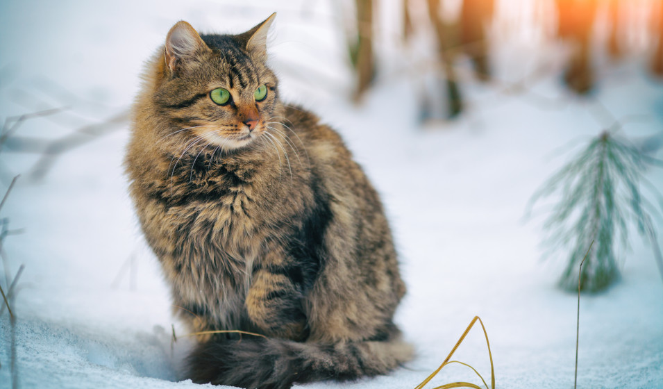Sibérien : caractère, éducation et santé - Jardiland