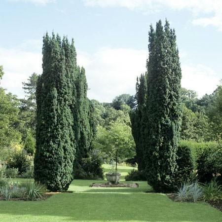 Plantez des ifs - Gamm vert