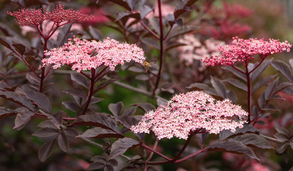 Sureau noir (Sambucus nigra) : plantation, croissance et variétés ...