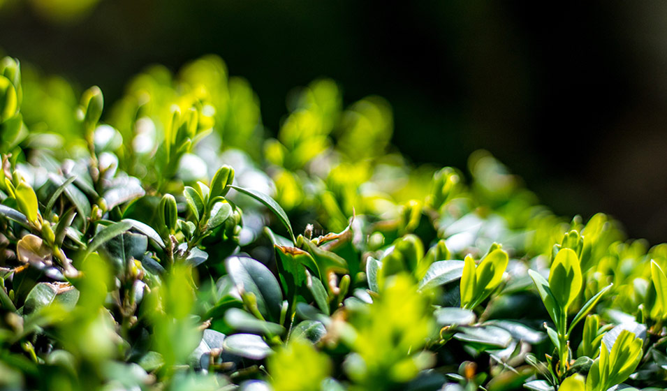 Houx : plantation, entretien et taille - Jardiland
