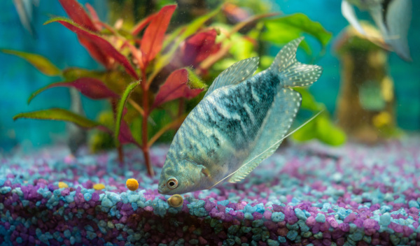 Quelle quantité idéale de nourriture donner à ses poissons ? - Jardiland