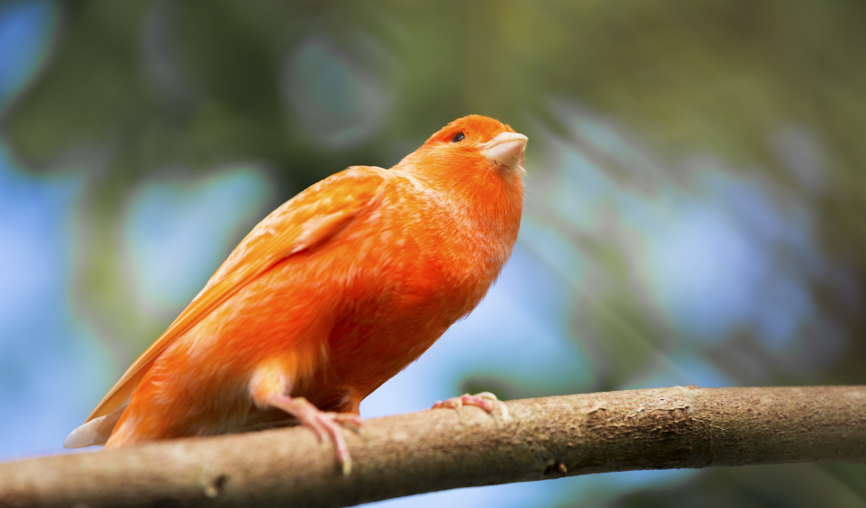 Comprendre et interpréter le comportement du canari - Jardiland