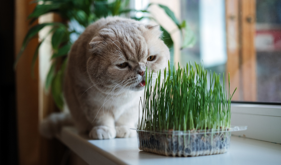 Herbe à chat : utilisation et avantages - Jardiland