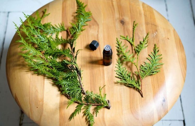 Comment réaliser un pot pourri ? - Jardiland