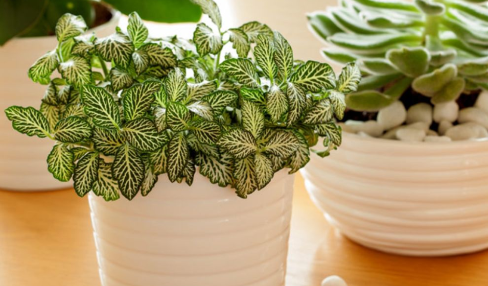 Macetas Para Plantas De Interior Compre Nueva Llegada Diseño