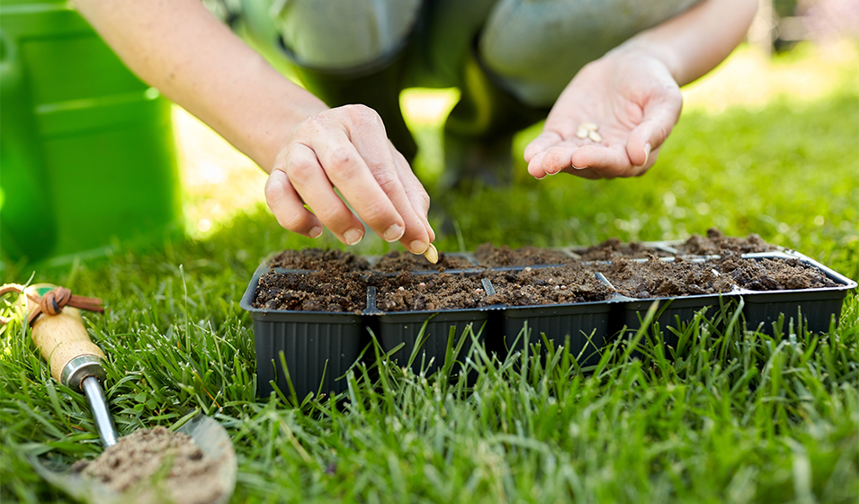 Que faire au potager en février ? - Jardiland