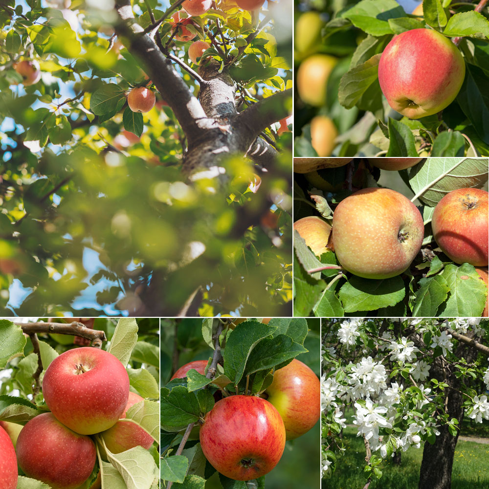 Pommier : plantation, taille et entretien - Gamm vert