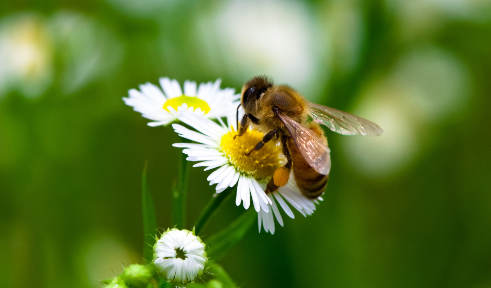¿Qué plantas atraen a las abejas? - Jardiland