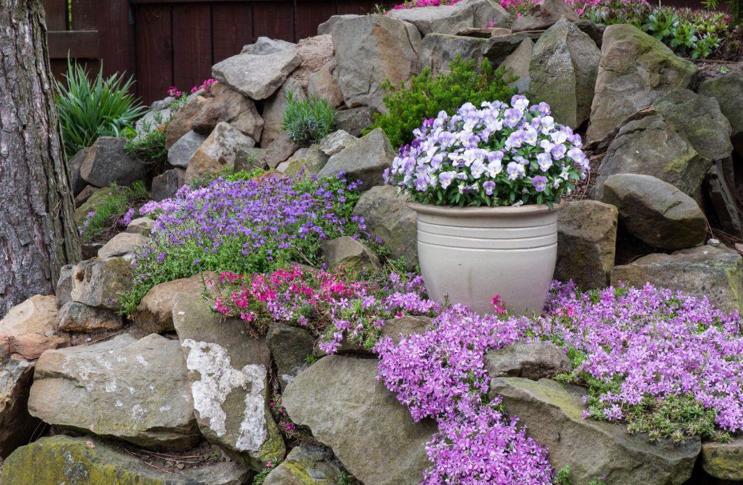 12 fleurs violettes pour une couleur tendance au jardin du printemps à ...