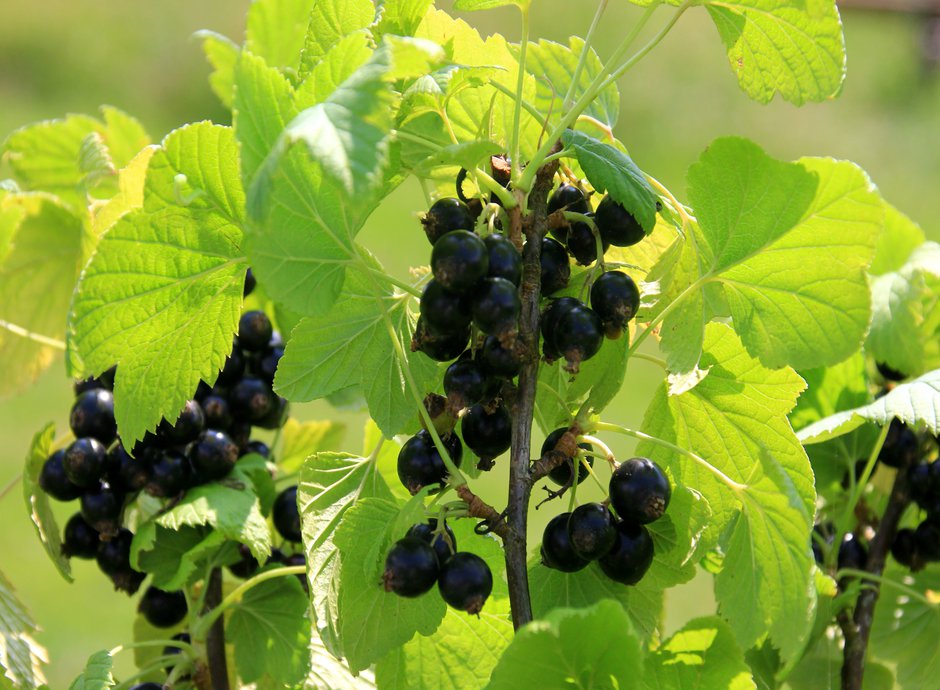 Entretien des groseilliers - Gamm vert