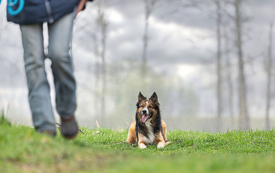 Éduquer son chien avec le renforcement positif - Gamm vert