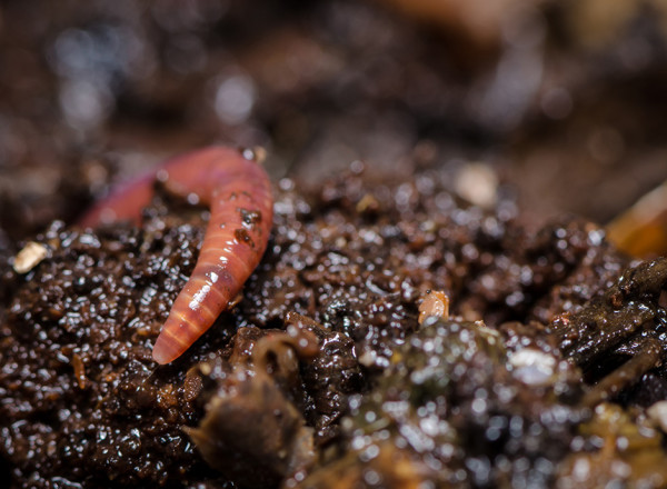 Humifère : définition - Gamm vert