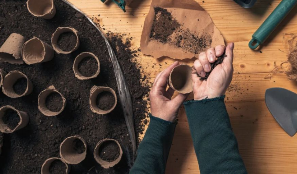 ¿Qué variedades de flores sembrar a principios de año? - Jardiland