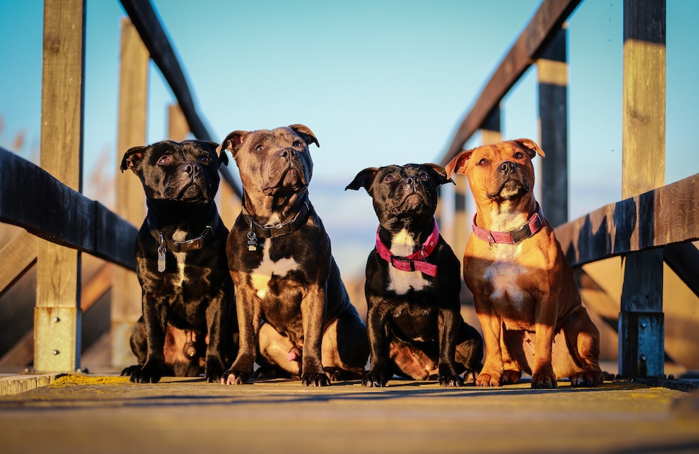 Top 10 des races de chien préférées des français - Jardiland