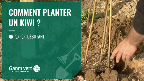 Tuto : Comment planter le kiwi ? - Gamm vert