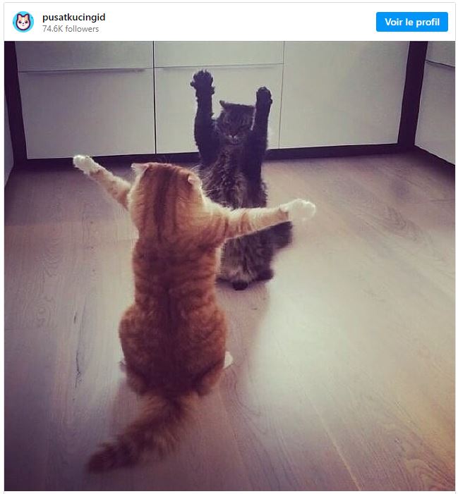 Les Mèmes De Chats Les Plus Drôles De Tous Les Temps Le Top 10 Des