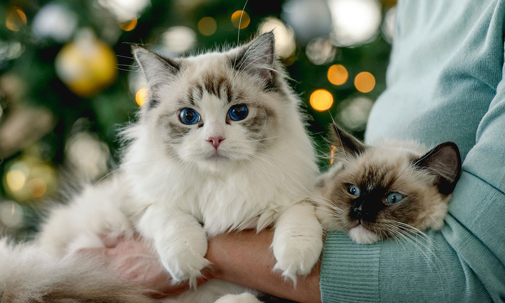 Tout savoir sur le Ragdoll - Gamm vert