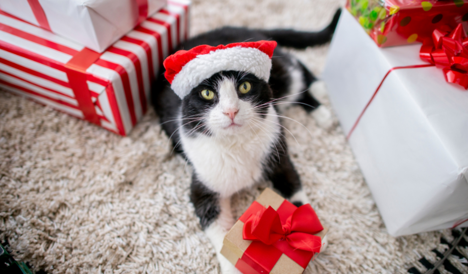 Ideas para regalar a los gatos y mimarlos - Jardiland