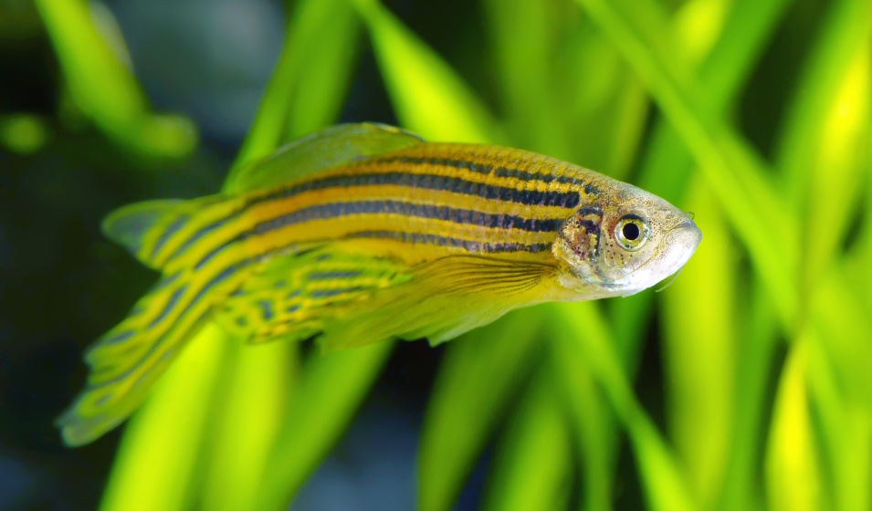 Poisson zèbre : caractéristiques et soin - Jardiland