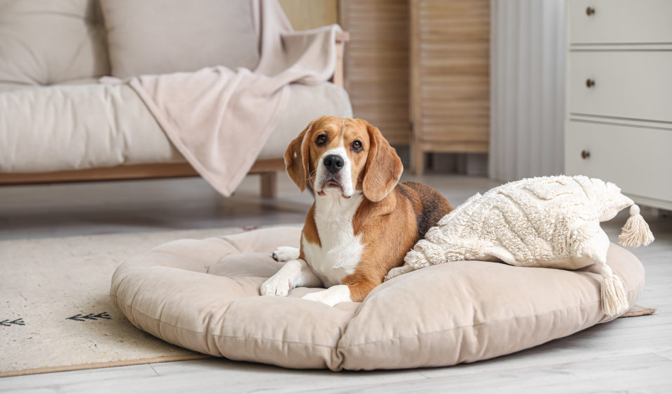 6 idées de cadeau à offrir à son chien pour la Saint Valentin - Jardiland