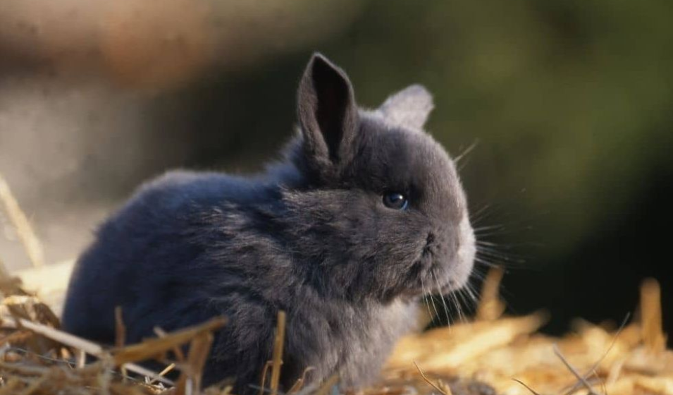 Conejos enanos: razas, carácter, alimentación - Jardiland