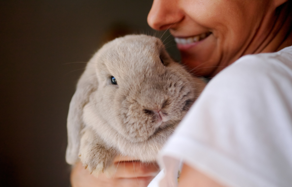Les 6 positions préférées du lapin pour se reposer et leurs ...