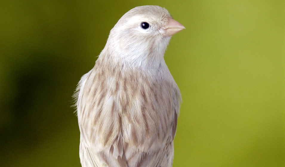 Le canari isabelle - Jardiland