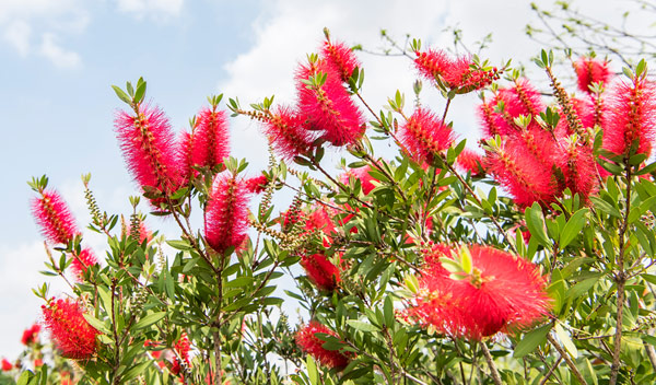 Quand et comment bien tailler le rince-bouteille ? - Jardiland