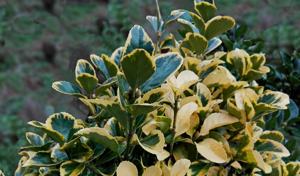 Les 8 meilleurs arbustes persistants pour une haie basse - Jardiland