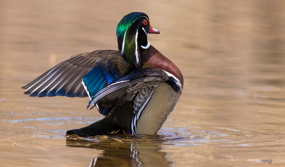 Top 10 des plus belles races de canards - Jardiland