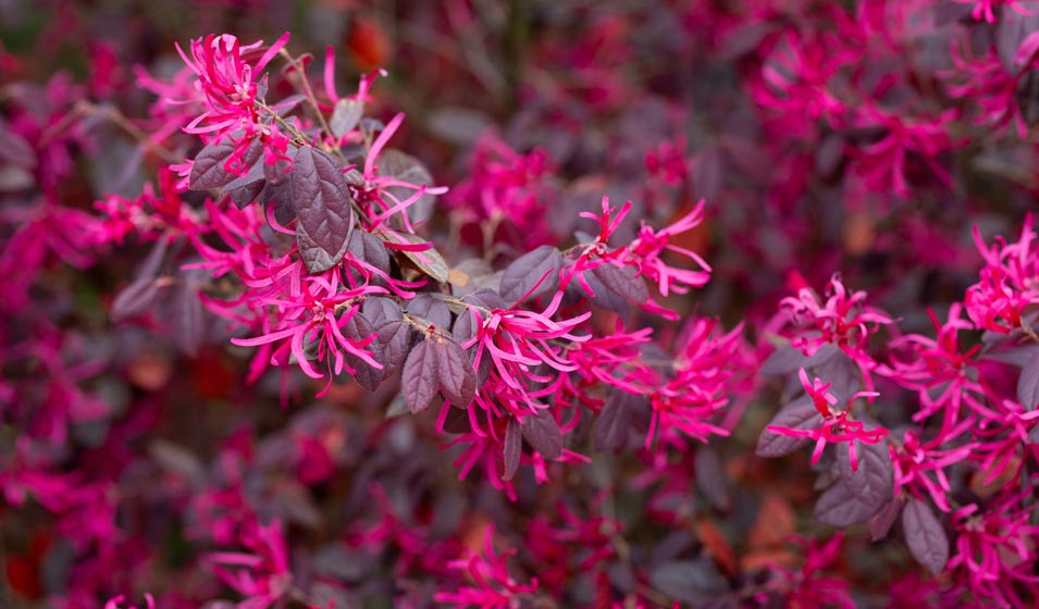 10 arbustes à feuillage rouge pour un jardin coloré toute l'année ...