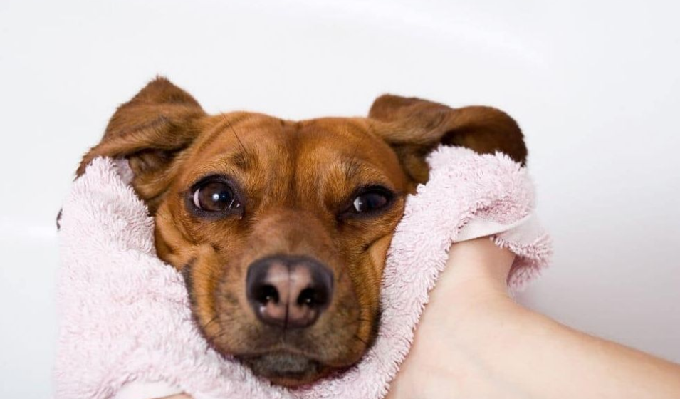 Técnicas para mantener limpio y radiante a tu perro tú mismo - Jardiland