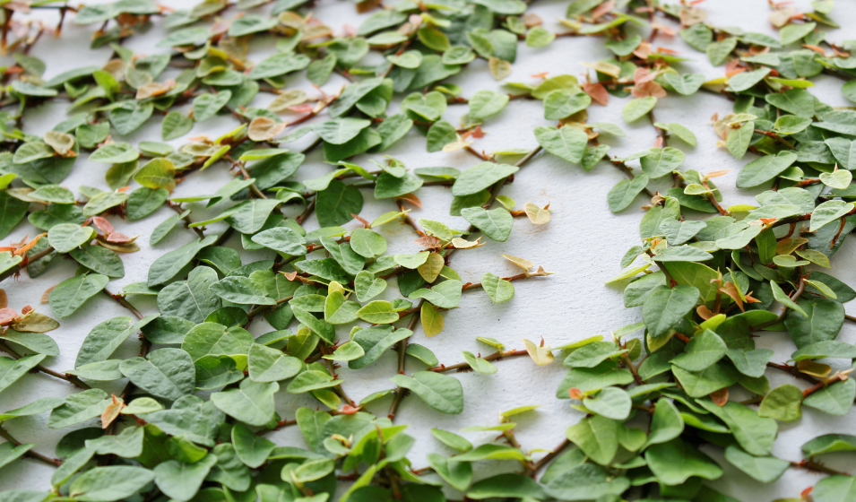 Plantas De Sombra Con Flores Trepadoras