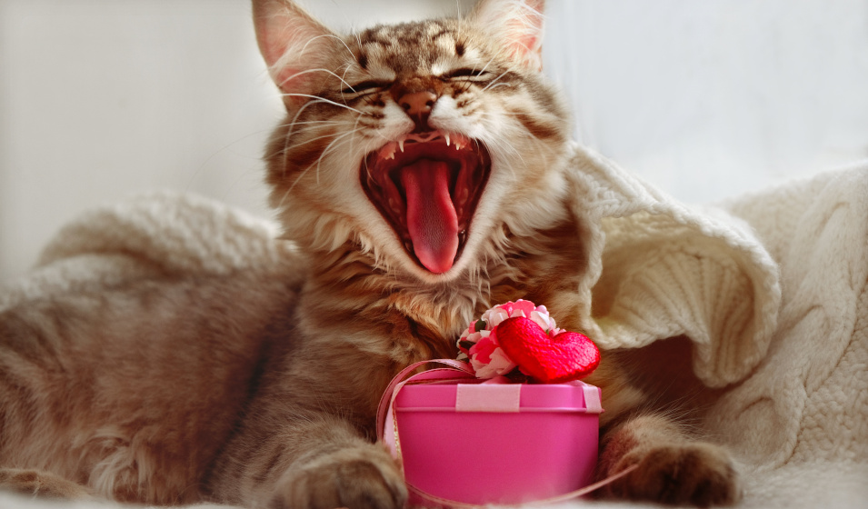 6 idées de cadeau à offrir à son chat pour la Saint Valentin - Jardiland