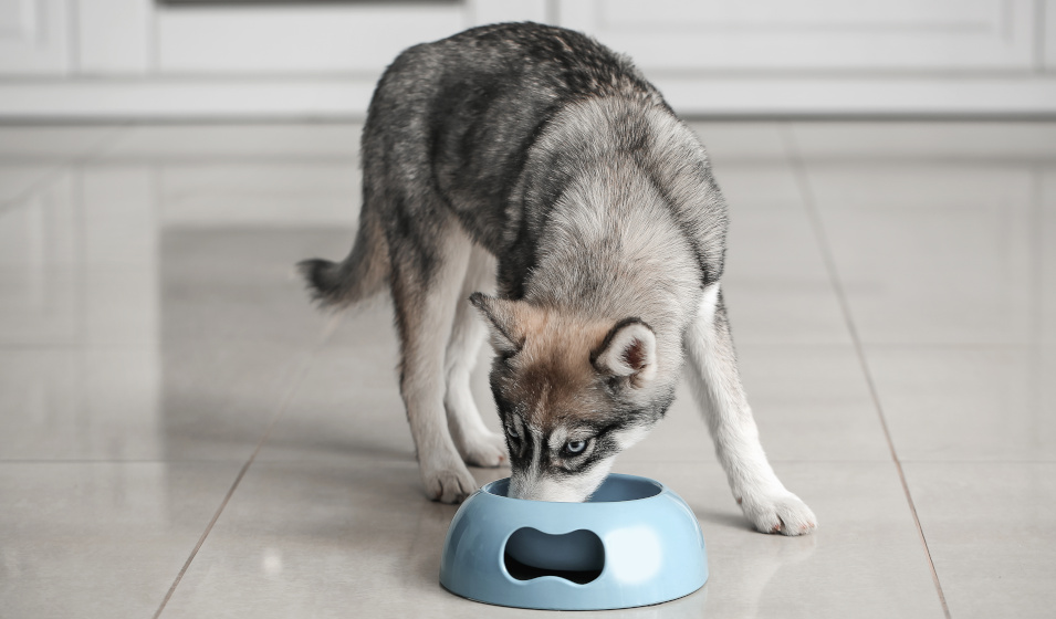 Quelles croquettes choisir pour chien adulte avec une digestion ...
