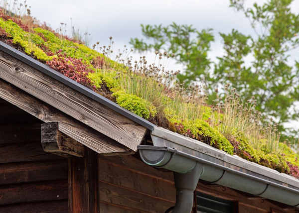 Comment installer un toit végétal sur un abri de jardin ? - Gamm vert