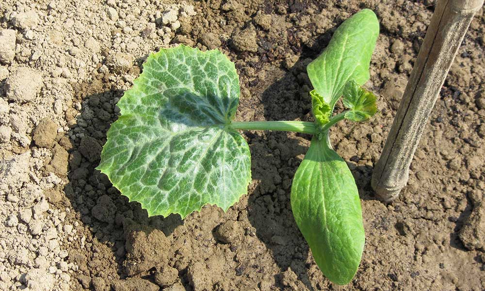 Semer et planter les cucurbitacées : courges, potirons, citrouilles ...