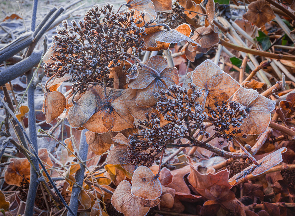 Marcescent - Gamm vert