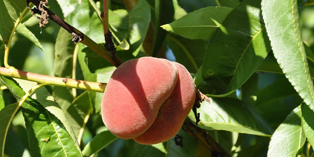 10 fruitiers originaux à planter sans attendre - Gamm vert