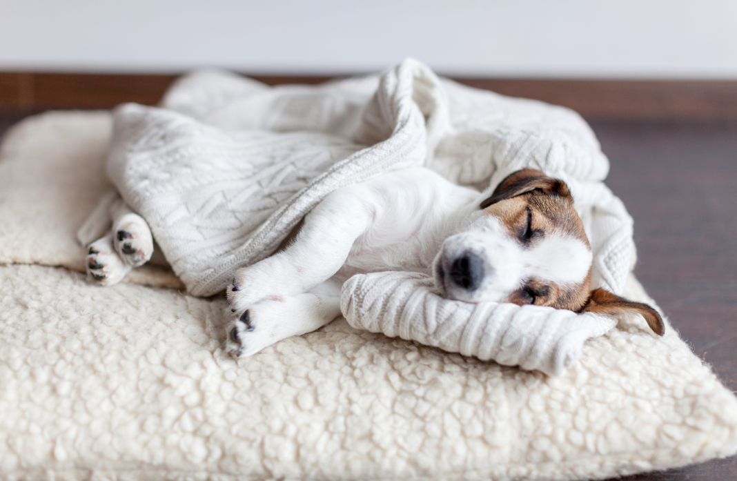 6 positions originales que prend votre chien pour dormir et leurs ...