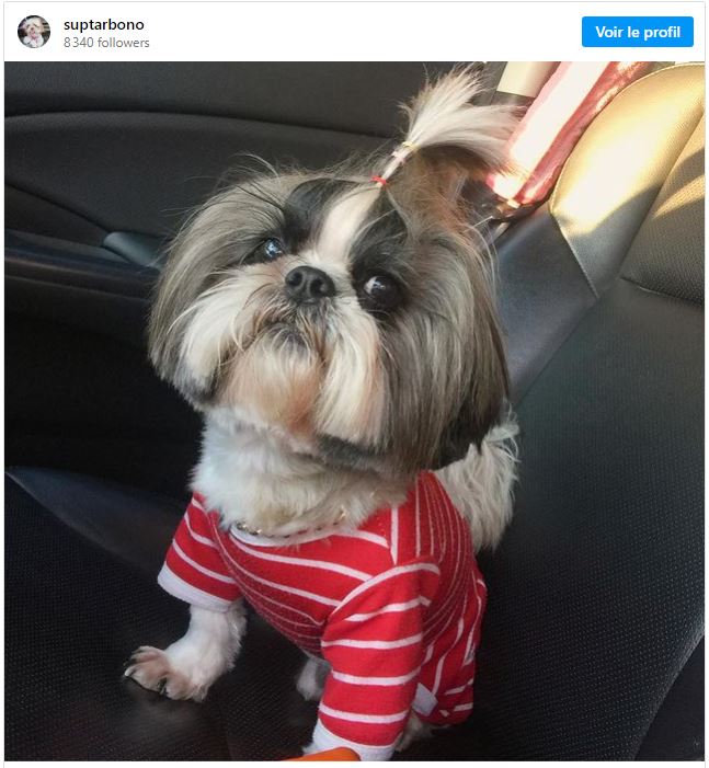 Top 8 des chiens les plus stylés d’Instagram - Jardiland