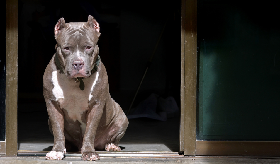 Top 10 perros guardianes - Jardiland