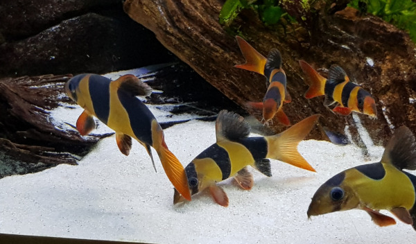 Quels poissons choisir pour un grand aquarium ? - Jardiland