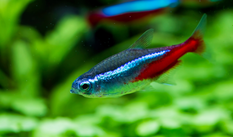 Le néon bleu : caractéristiques et soin - Jardiland