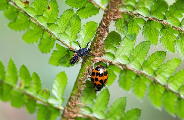 Ces 5 insectes utiles au jardin que vous ne soupçonniez pas - Jardiland