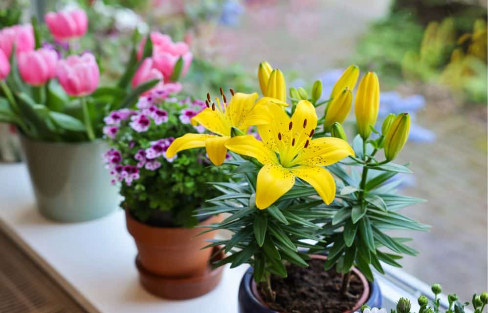 6 fleurs en pot à offrir à la Saint-Valentin pour faire durer le ...