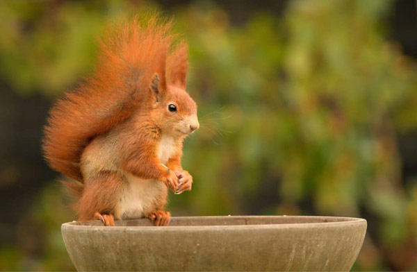 7 astuces pour attirer un écureuil dans son jardin - Jardiland