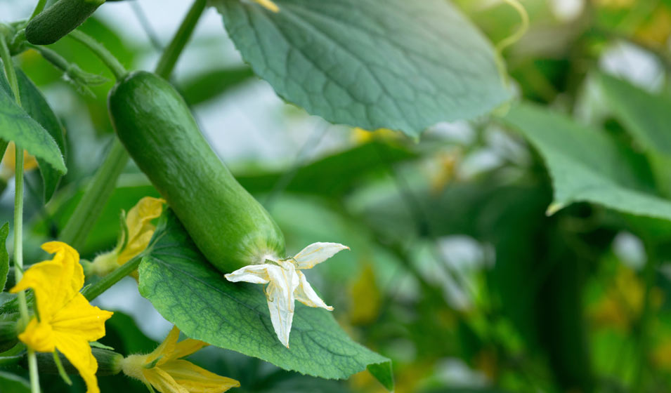 Les bienfaits du concombre et 2 recettes faciles pour en profiter ...