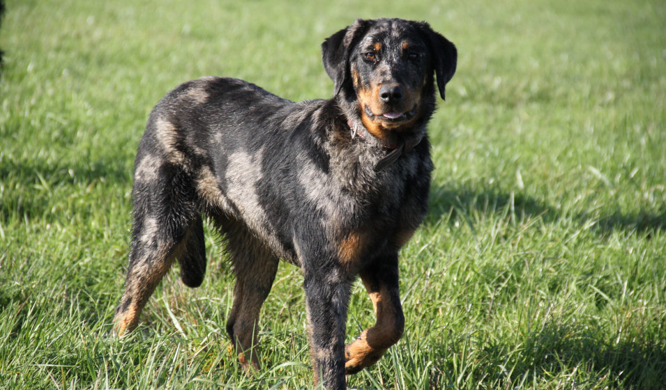 Beauceron : caractère, éducation et alimentation - Jardiland