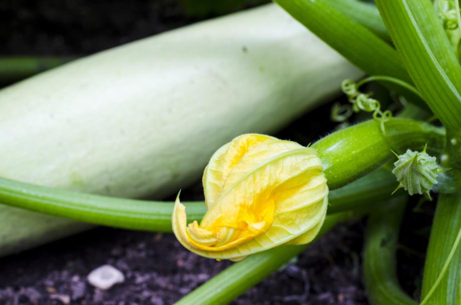 Comment cultiver la courgette blanche ? - Gamm vert
